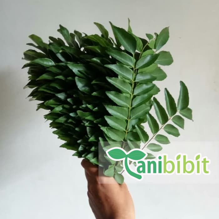 Jual Daun Kari - Salam Koja - Temuru Segar - 1kg | Shopee Indonesia