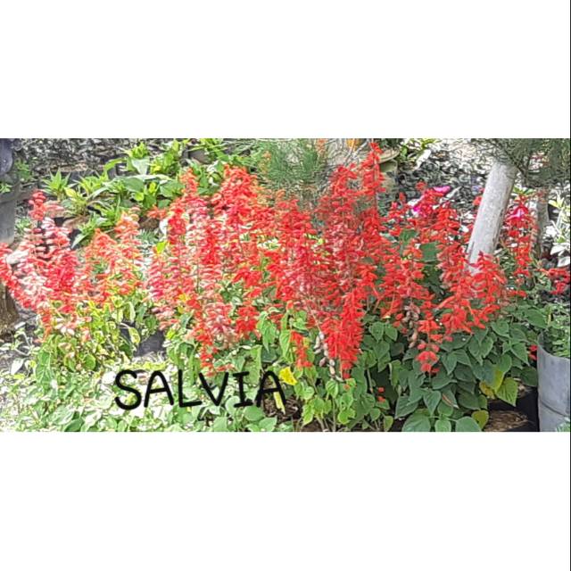Jual SALVIA | Shopee Indonesia