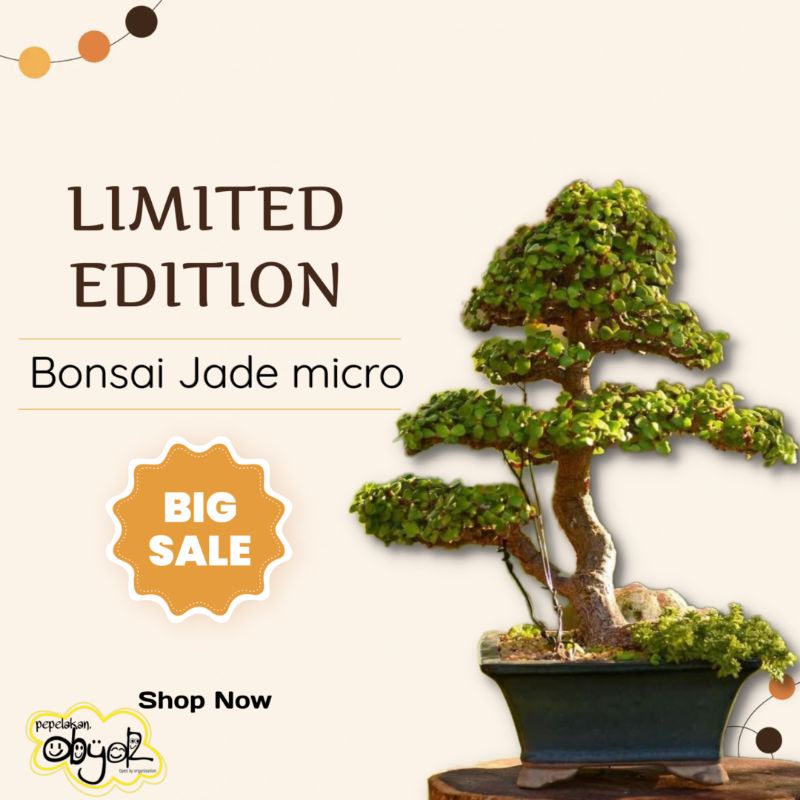 Jual Bonsai Micro Jade | Shopee Indonesia