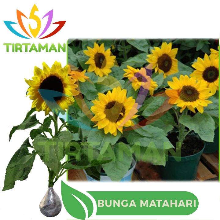 Jual Tanaman Bunga Matahari Hidup Impor / Sunflower Import Hoky ...