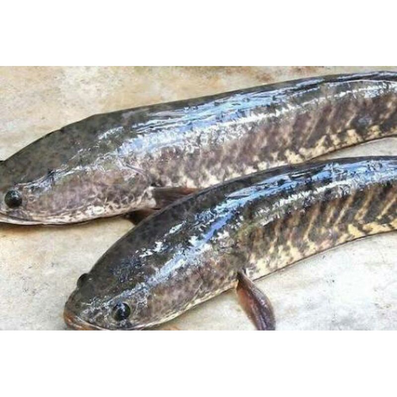 Jual Ikan Gabus Segar dan Belut Segar 500gr | Shopee Indonesia