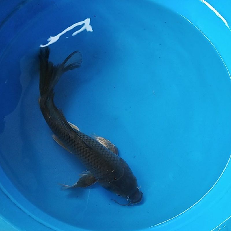 Jual ikan koi karasu kumpay 25-27 cm | Shopee Indonesia