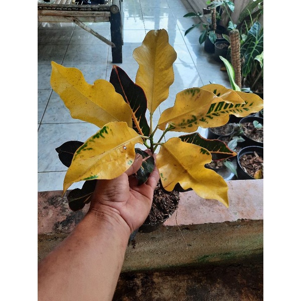 Jual POHON PURING BALI-tanaman puring bali | Shopee Indonesia