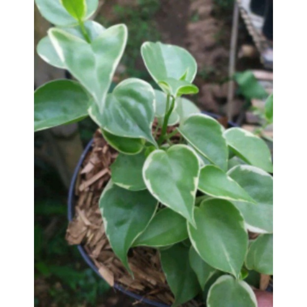 Jual teplan tanaman gantung tambulanpot | Shopee Indonesia