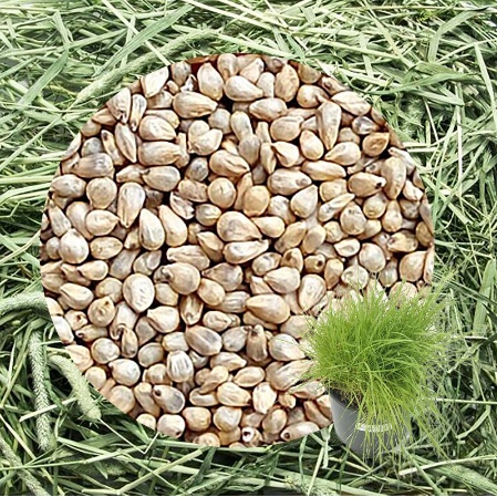 Jual Benih Bibit Biji Rumput Timothy Hay Timothy Grass Makanan Kelinci ...