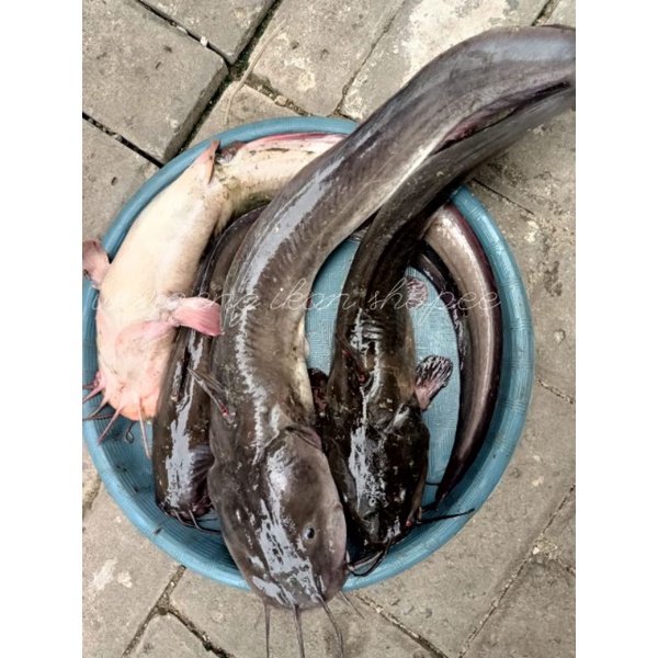 Jual Ikan Sembilang segar 1kg ikan air laut | Shopee Indonesia