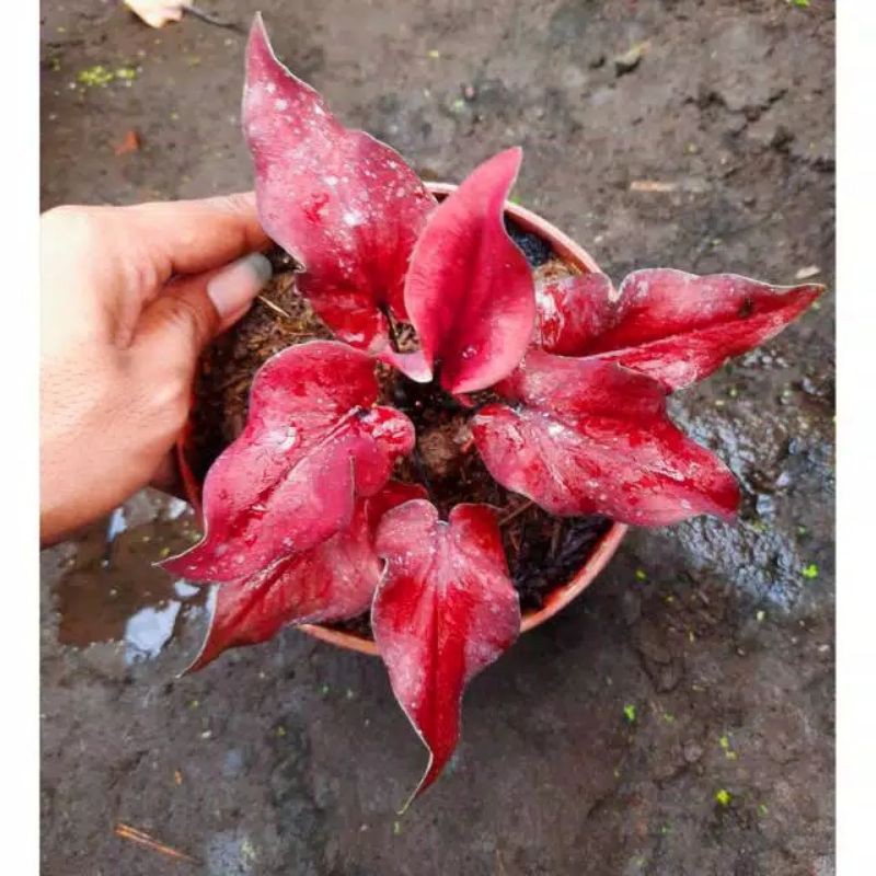 Jual caladium keris merah / tanaman hias caladium / caladium thailand ...