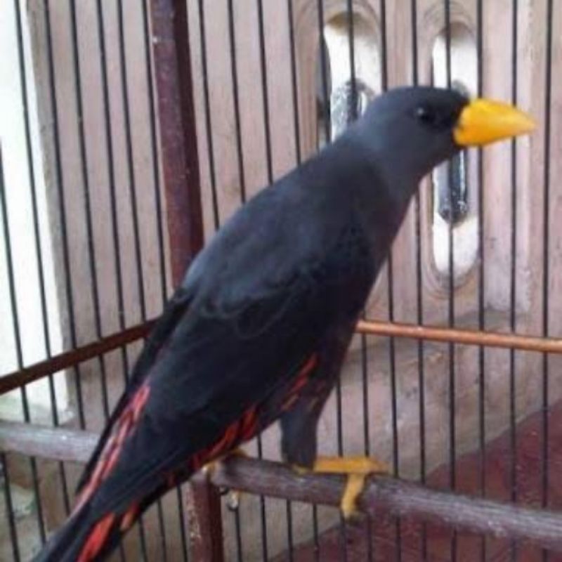 Jual burung rio rio teler bunyi | Shopee Indonesia