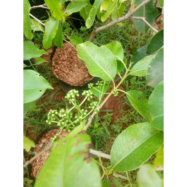 Jual Tanaman Langka Jamblang Putih Australia Sedang Berbunga Atau Mulai ...