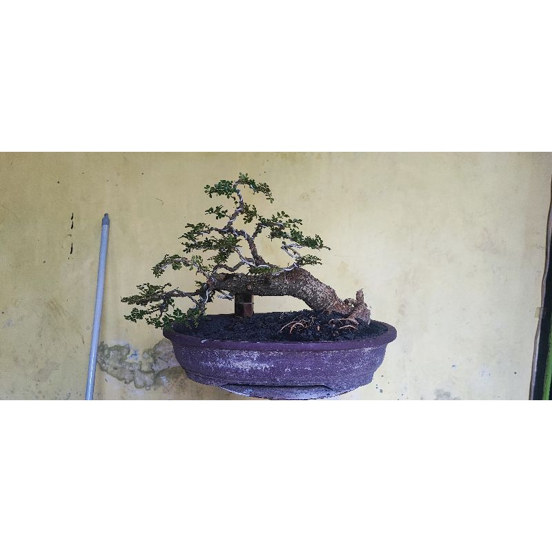 Jual bonsai kawis batu | Shopee Indonesia