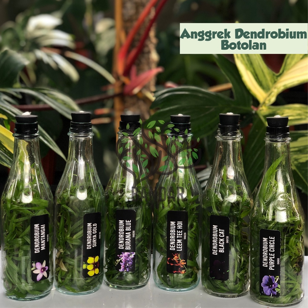 Jual Bibit Anggrek Dendro Botolan Primary Hybrid Anggrek Dendrobium ...