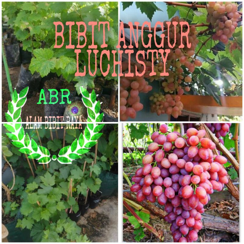 Jual bibit anggur import luchisty super original | Shopee Indonesia