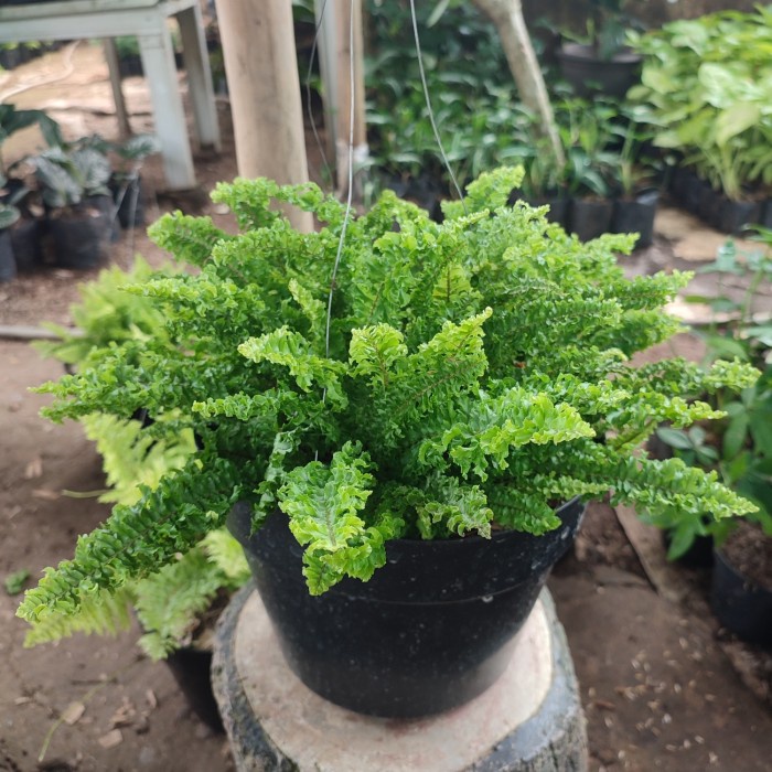 Jual PROMO pkaet rimbun tanaman gantung pakis boston / pakis boston ...