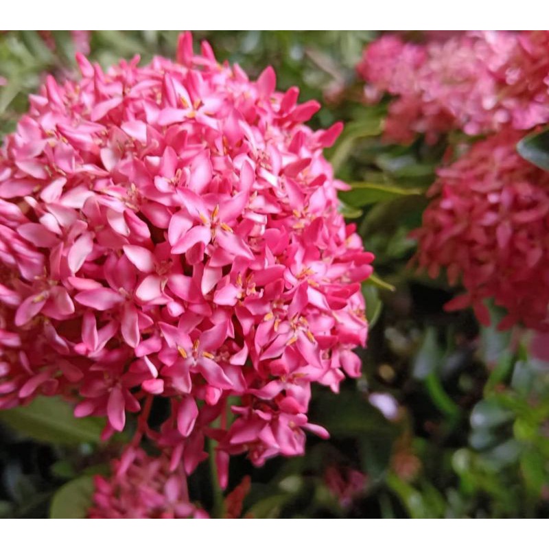 Jual Bunga Asoka / Tanaman hias asoka / bunga suko | Shopee Indonesia