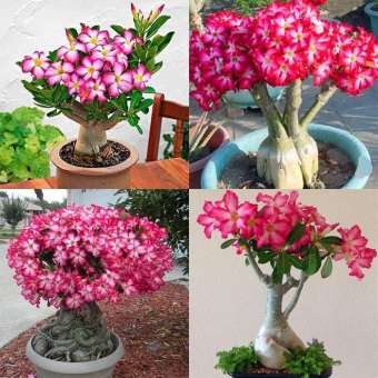 Jual Bibit Benih Biji Bunga Adenium Obesum Mix - Biji Tanaman Pohon ...