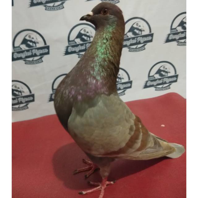 Jual sepasang Burung merpati dara bahan prospek kolongan tinggian ...