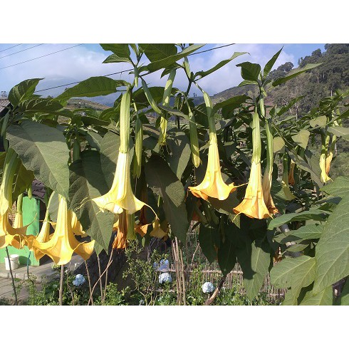 Jual Tanaman Hias Bunga Kecubung Gunung (Kuning) minim order 4 pohon ...