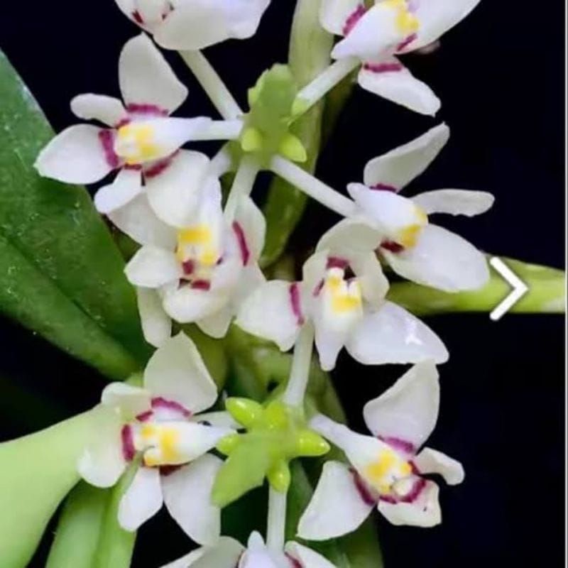 Jual tobero labium phillipsii+kayu kopi | Shopee Indonesia