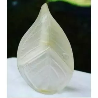 Jual kenzo daun Harga Terbaik & Termurah Maret 2025 | Shopee Indonesia