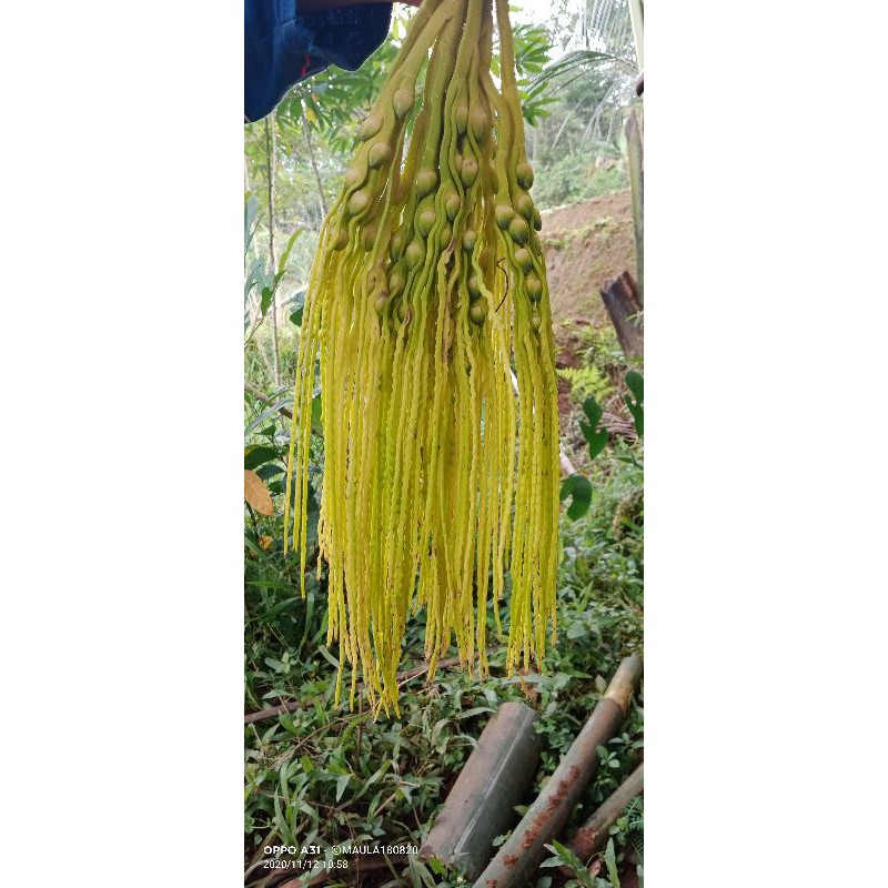 Jual bunga pinang | Shopee Indonesia