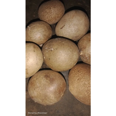 Jual Kentang Udara / Kentang Gantung / Gembolo / Air potato / Kentang ...