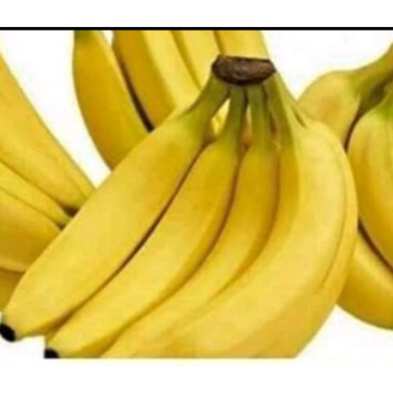 Jual Bibit buah pisang kavendis tinggi 12cm hasil anakan bonggol buah ...