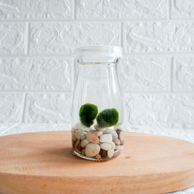 Jual Marimo Moss Ball in Jar Tinggi 100 ml 2