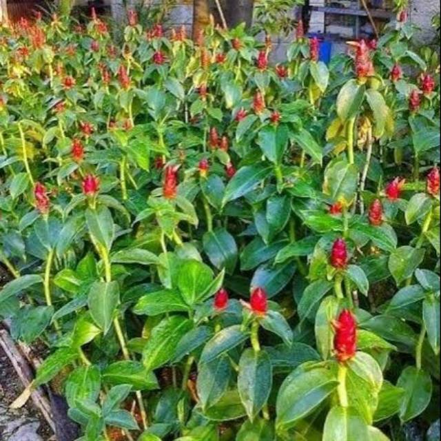 Jual Tanaman hias pohon pacing pentol | Shopee Indonesia