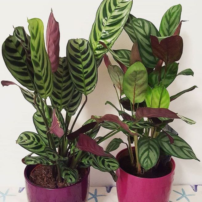Jual Paket 2 tanaman hias calathea - calathea sepat - calathea ... Jual Paket 2 tanaman hias calathea - calathea sepat - calathea ...