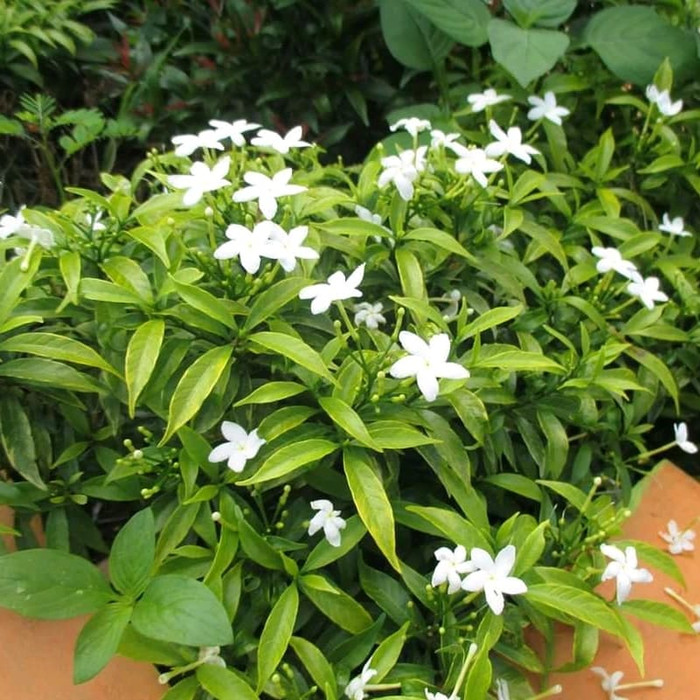 Jual tanaman hias rembosa mini kuning-golden | Shopee Indonesia