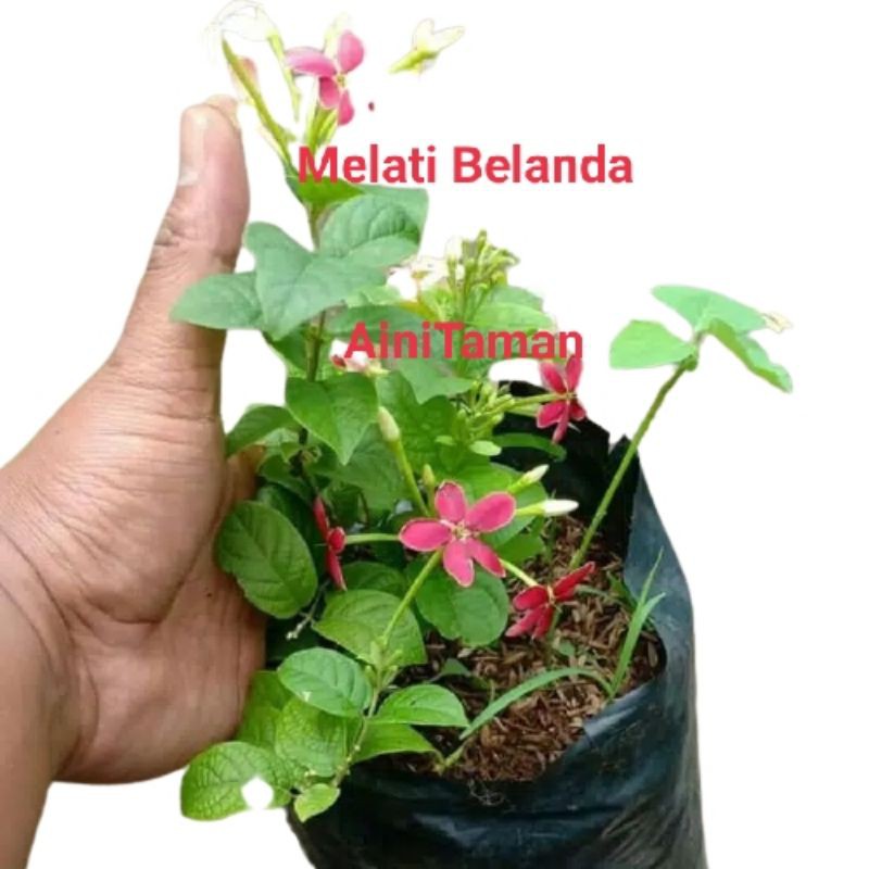 Jual Melati belanda Quisqualis indica / pohon/tanaman melati holand ...
