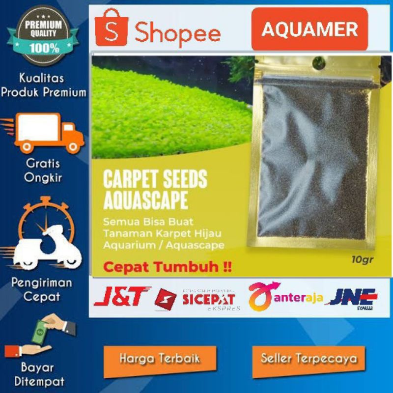 Jual Bibit Rumput karpet Aquascape dwarf aquarium aquascape. Carpet ...