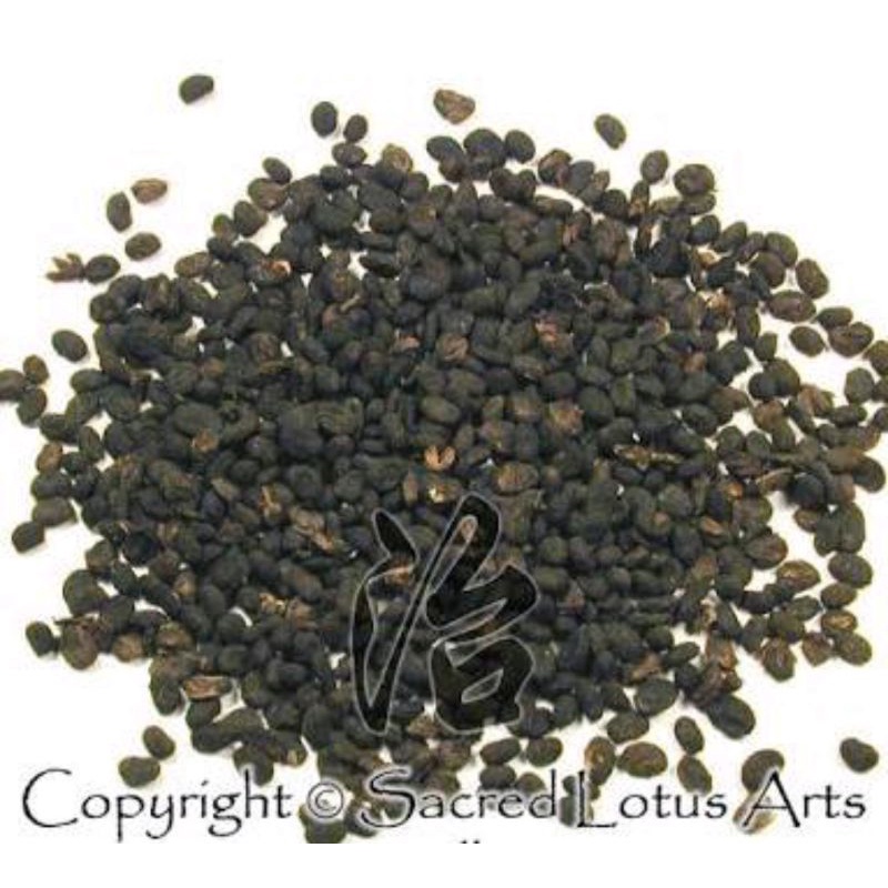 Jual 300 G GR GRAM BU GU ZHI PO GU ZHI PSORALEA FRUCTUS MALAYTEA ...