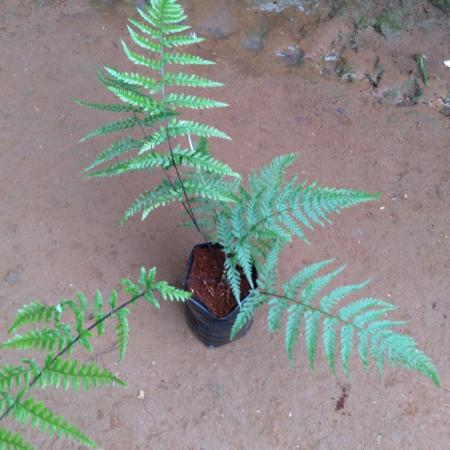 Jual pakis perak hias Pityrogramma calimelanos L (silver fern) | Shopee ...