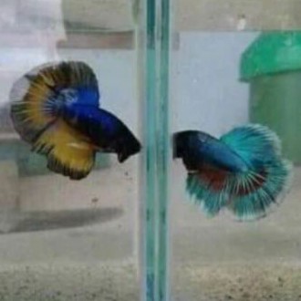 Jual 1 paket ikan cupang hm isi 2 ikan | Shopee Indonesia