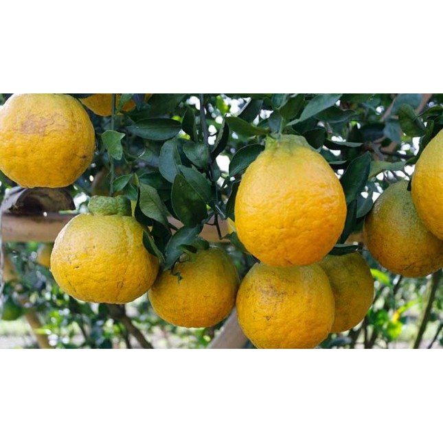 Jual JERUK DEKOPON 1 KG | Shopee Indonesia