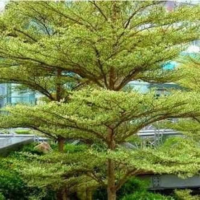 Jual Bibit Ketapang Kencana Pohon Ketapang Kencana Terminalia mantaly ...