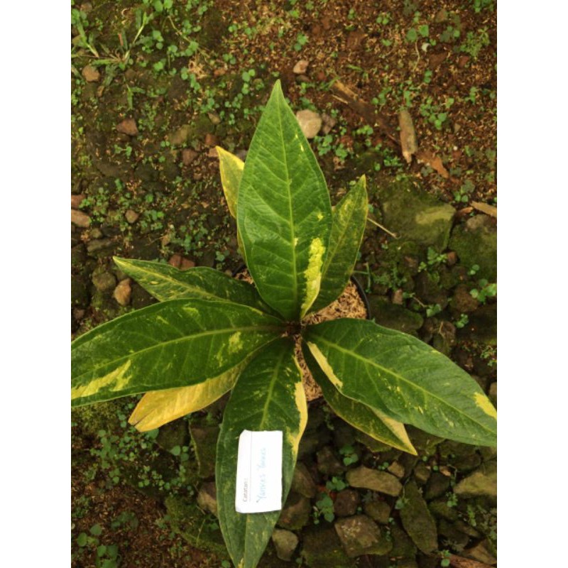 Jual anthurium jenmani variegata | Shopee Indonesia