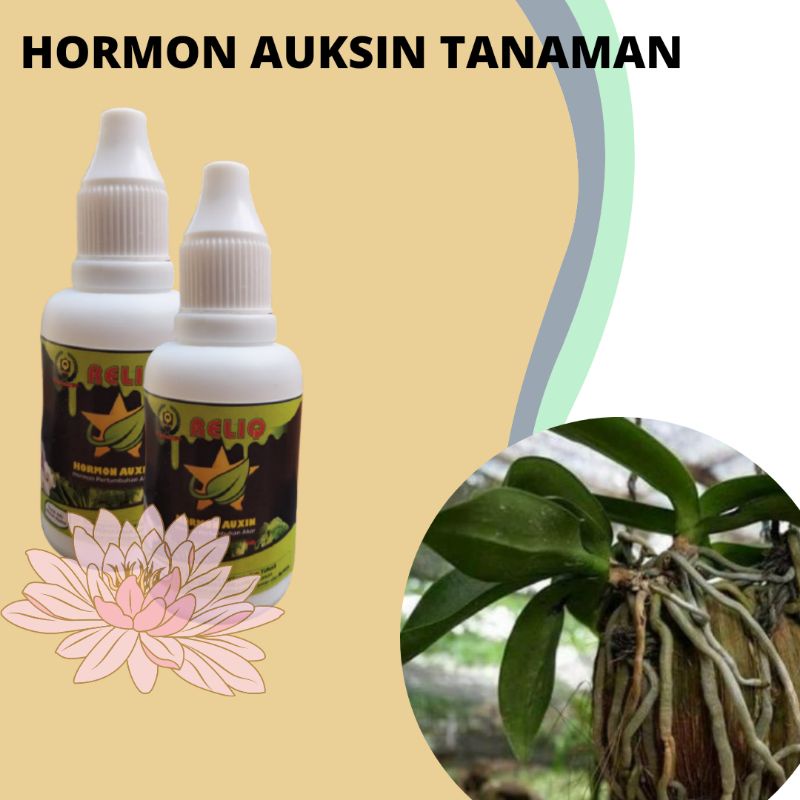 Jual RELIQ Hormon Auxin,Memberi nutrisi lengkap sehingga tanaman bisa ...