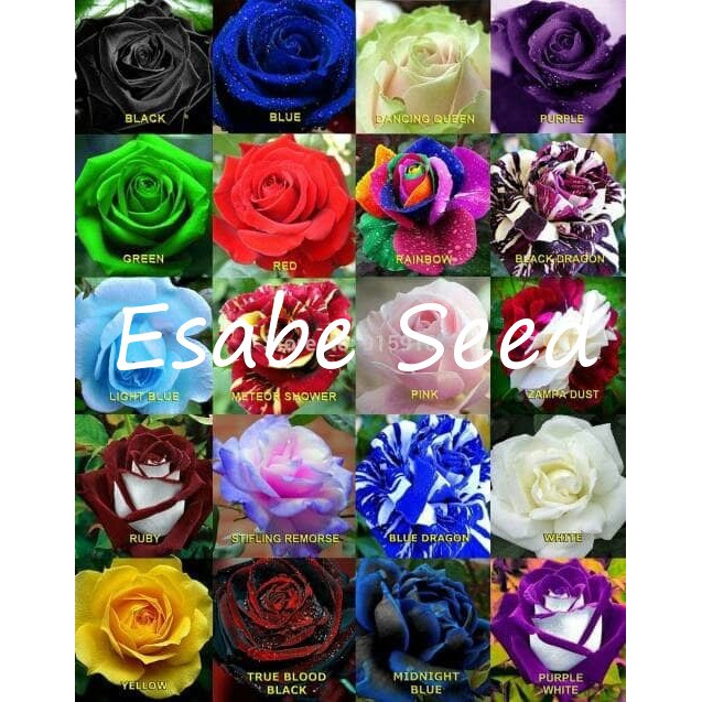 Jual Benih Biji Bibit Bunga Mawar Rose Mix 20 Jenis | Shopee Indonesia