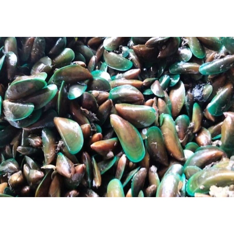 Jual Kerang Hijau / Kerang Ijo 1Kg Segar Fresh Frozen Dan BERGARANSI ...