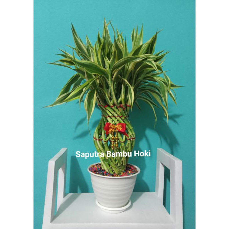 Jual Bambu Hoki Tanaman Hias - Bambu Hoki Sri Rejeki (Guci Hijau ...