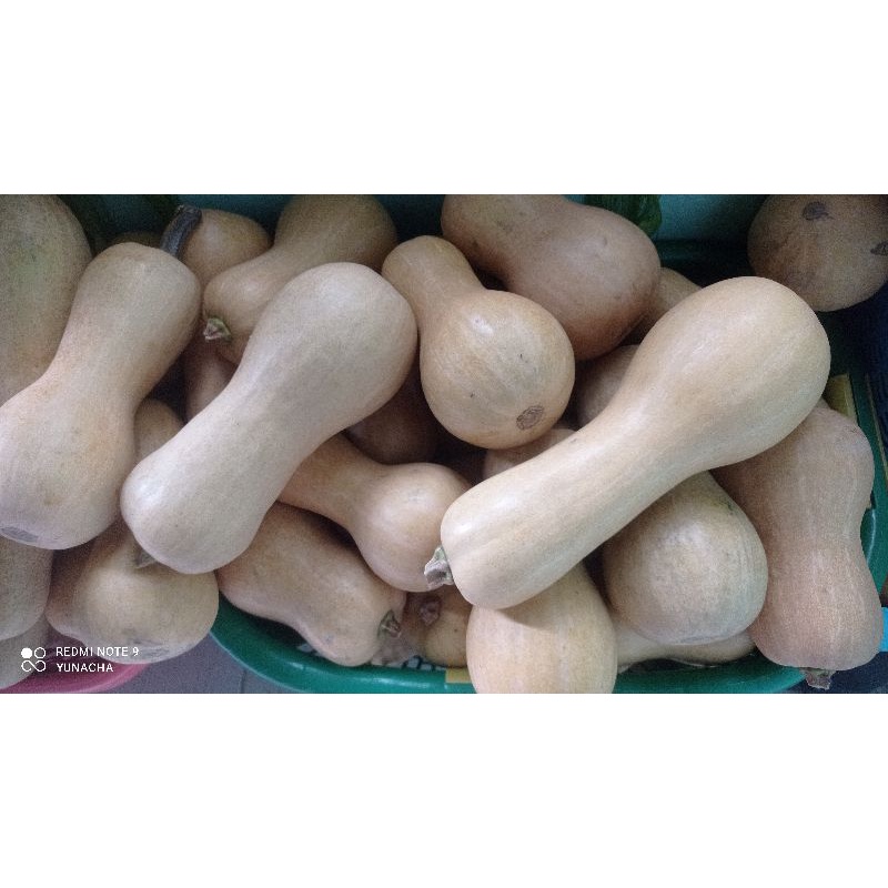 Jual labu madu butternut squash 8000 perkilo | Shopee Indonesia