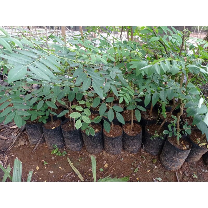 Jual 1kg Muat 4 Bibit Tanaman Indigofera - Tanaman Pakan Ternak ...
