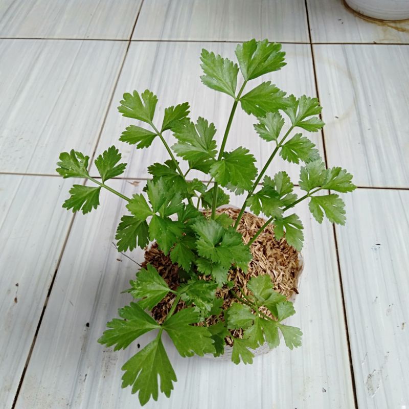 Jual Tanaman Daun Seledri (Rimbun) | Shopee Indonesia