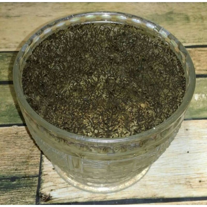 Jual Jentik Nyamuk ( Encu ) / Pakan Ikan Cupang / Ikan Guppy / Ikan ...