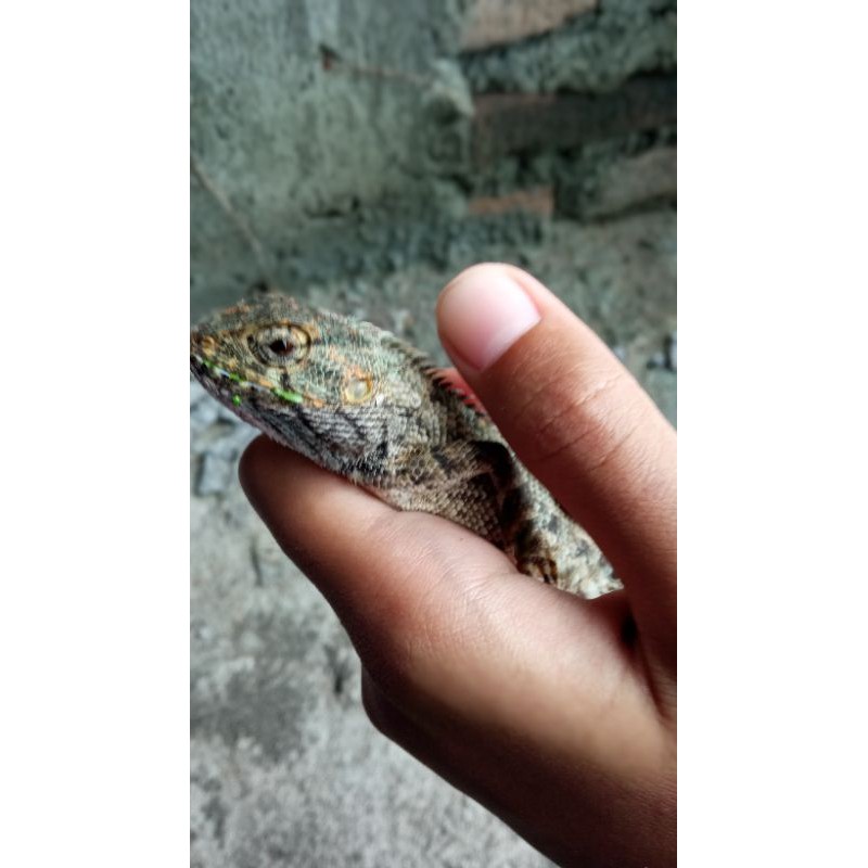 Jual Londok/Bunglon/Bunglon lokal/Calotes/Calotes versicolor/Bunglon ...