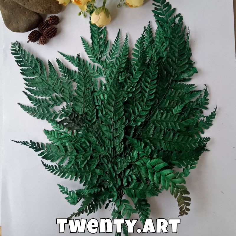 Jual Daun Paku / Daun Pakis Kering | Shopee Indonesia