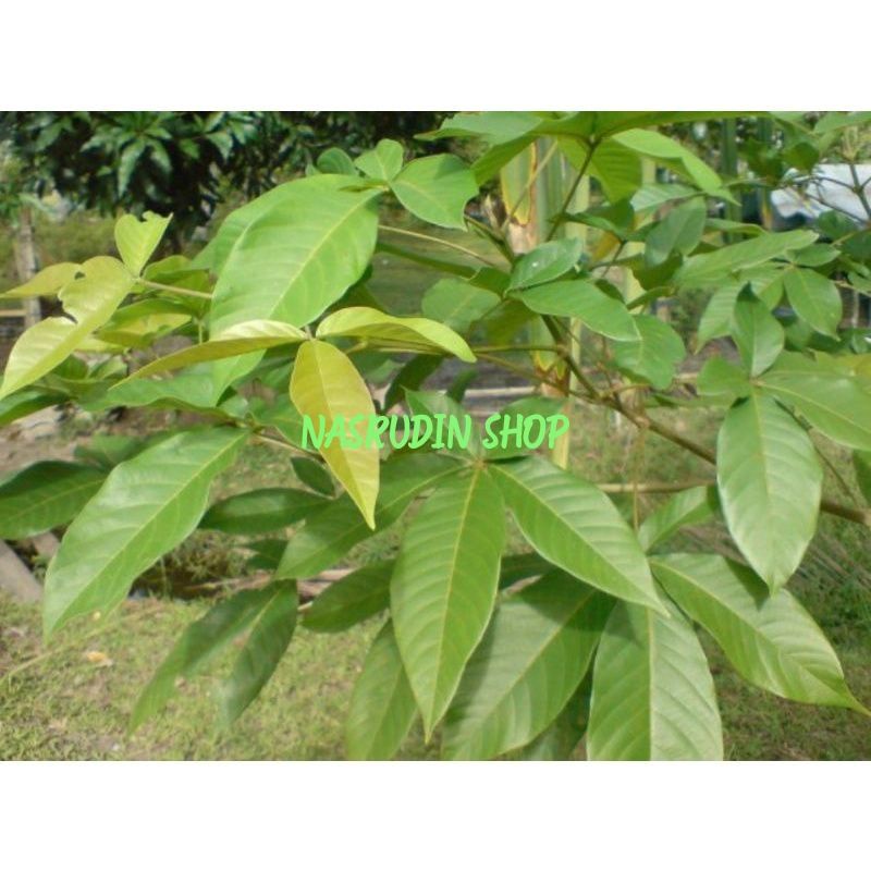 Jual DAUN LABAN 1KG | DAUN LEBAN SEGAR | LABEN | LEBEN | Vitex ...