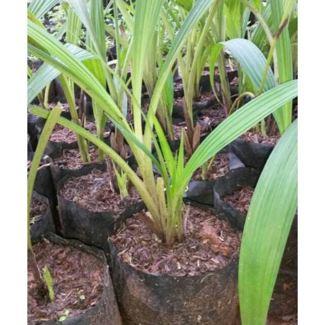 Jual Tanaman Hias Anggrek Tanah Bunga Ungu | Shopee Indonesia